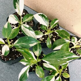 Syngonium Podophyllum Silver Fox – Variegation Station
