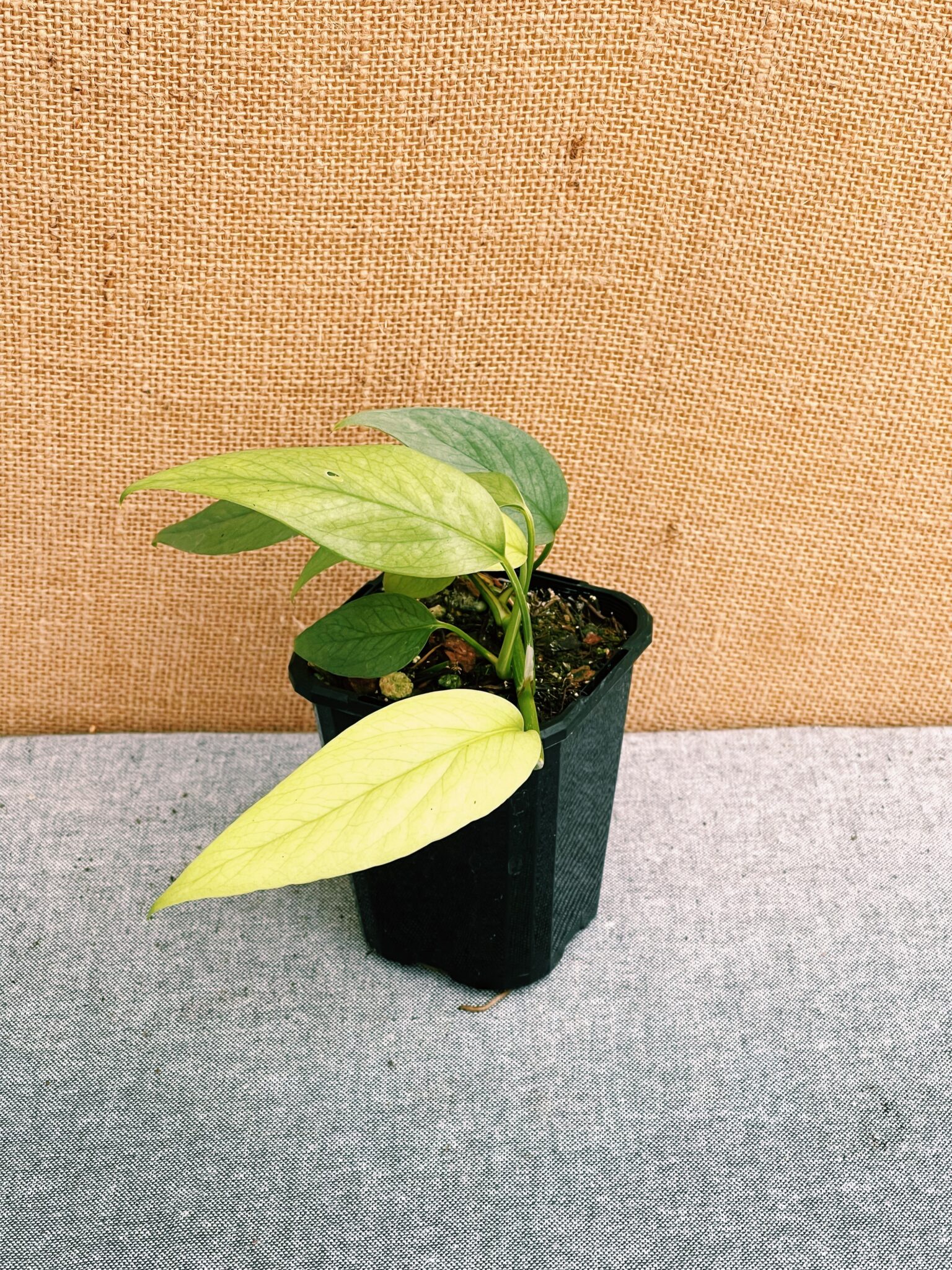 Epipremnum Pinnatum ‘Cebu Blue’ – Variegation Station