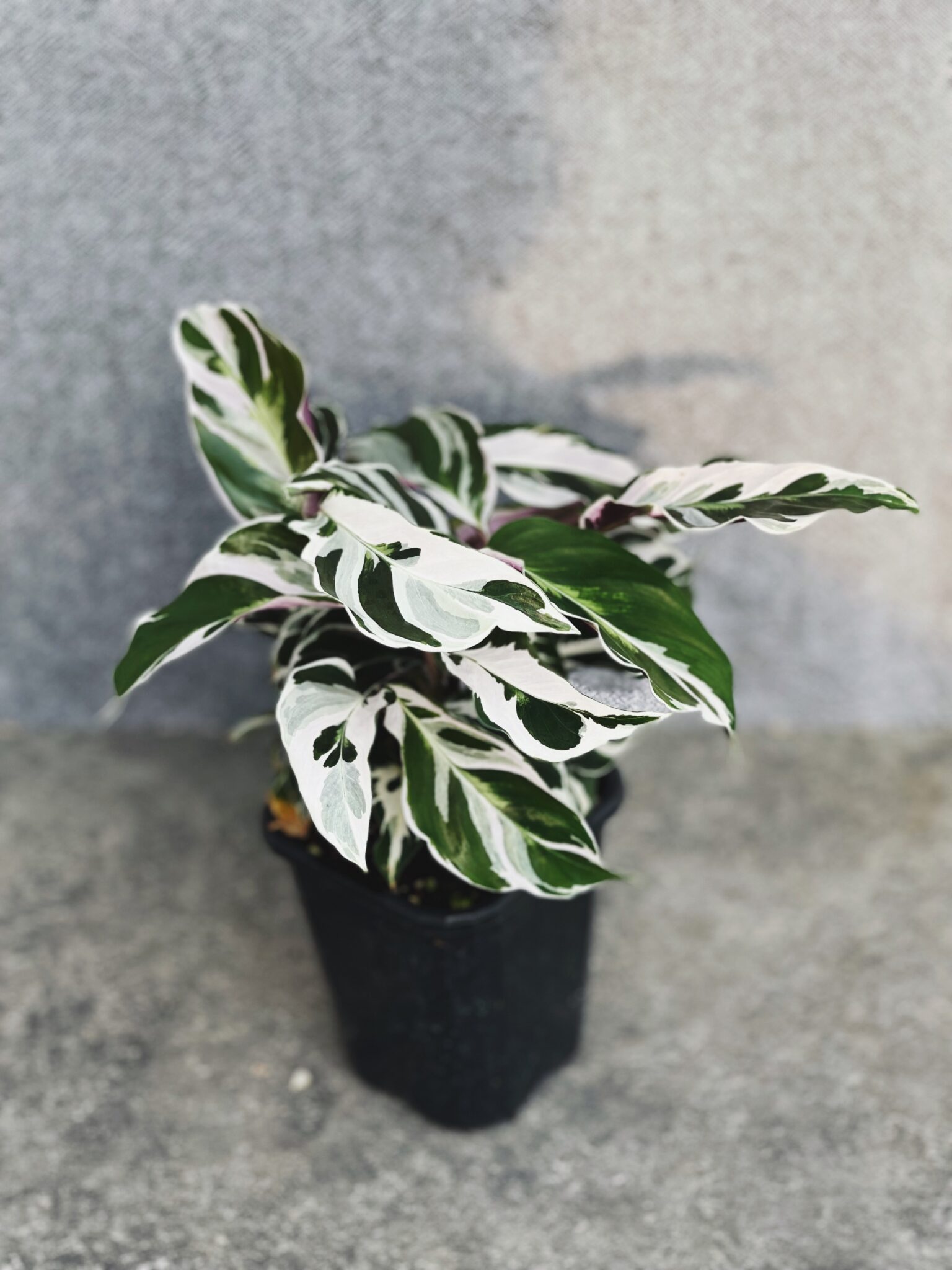 Calathea White Fusion – Variegation Station