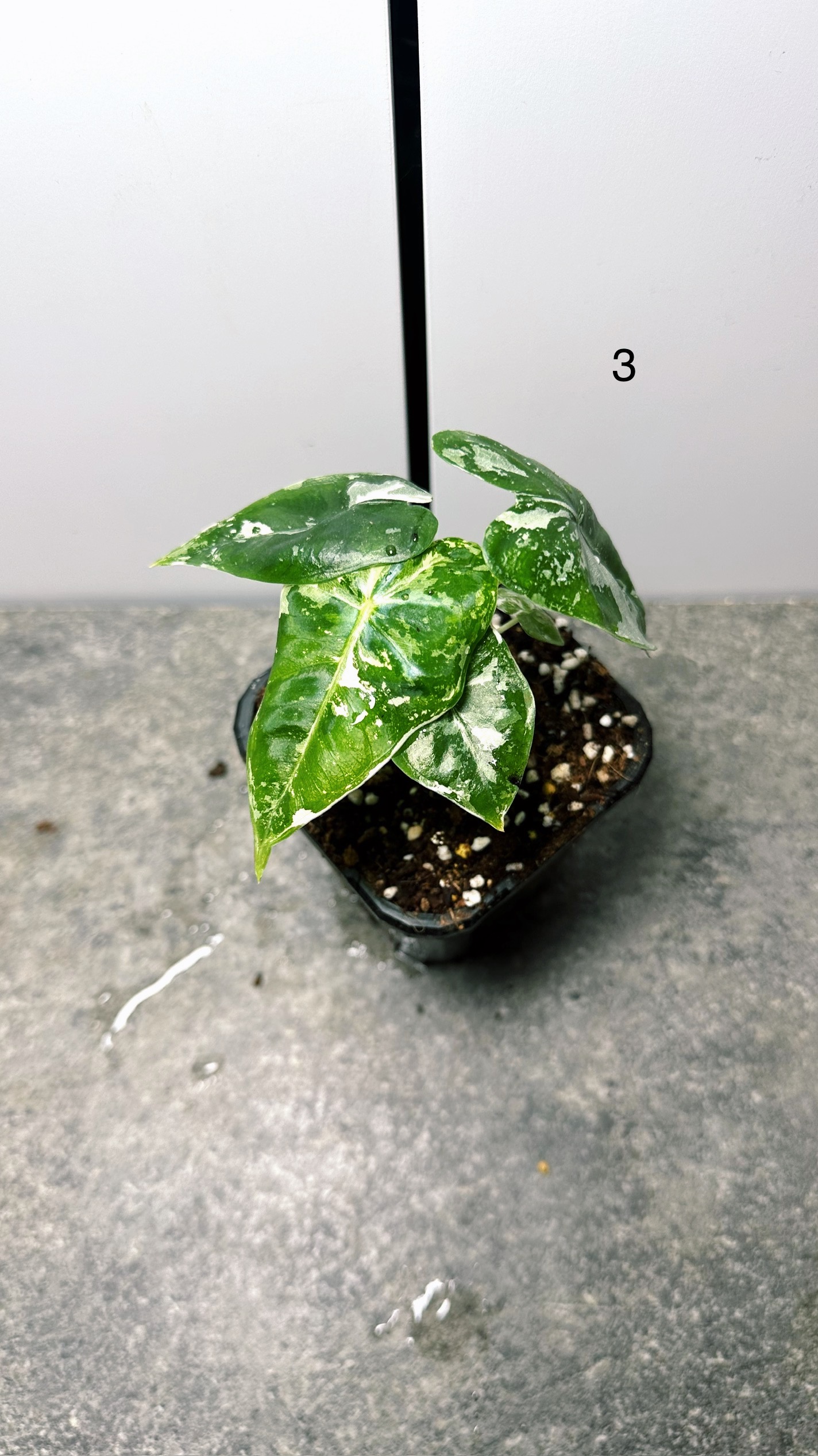 Alocasia Frydek Variegated – Variegation Station