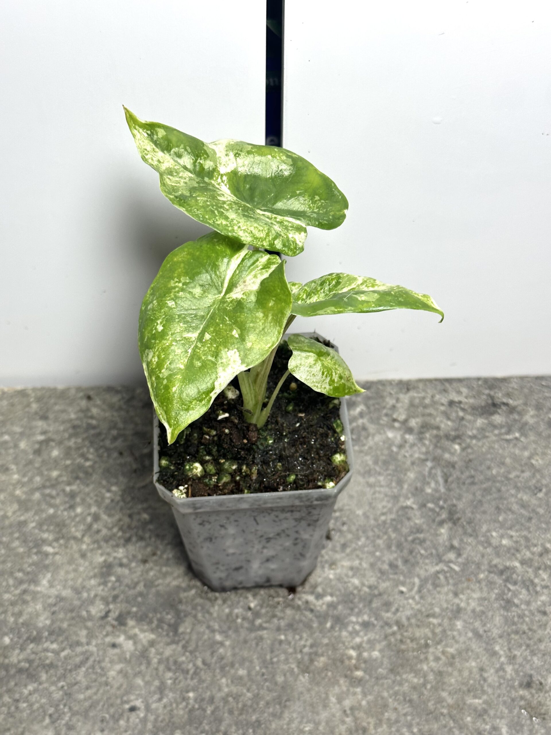 Alocasia Odora ‘Batik’ – Variegation Station