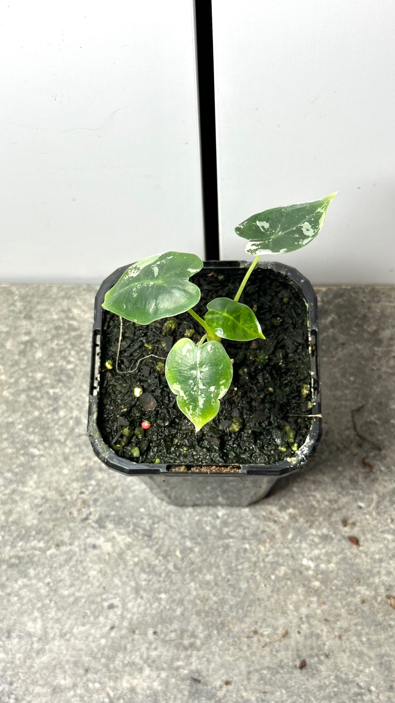 Alocasia Frydek Variegated – Variegation Station