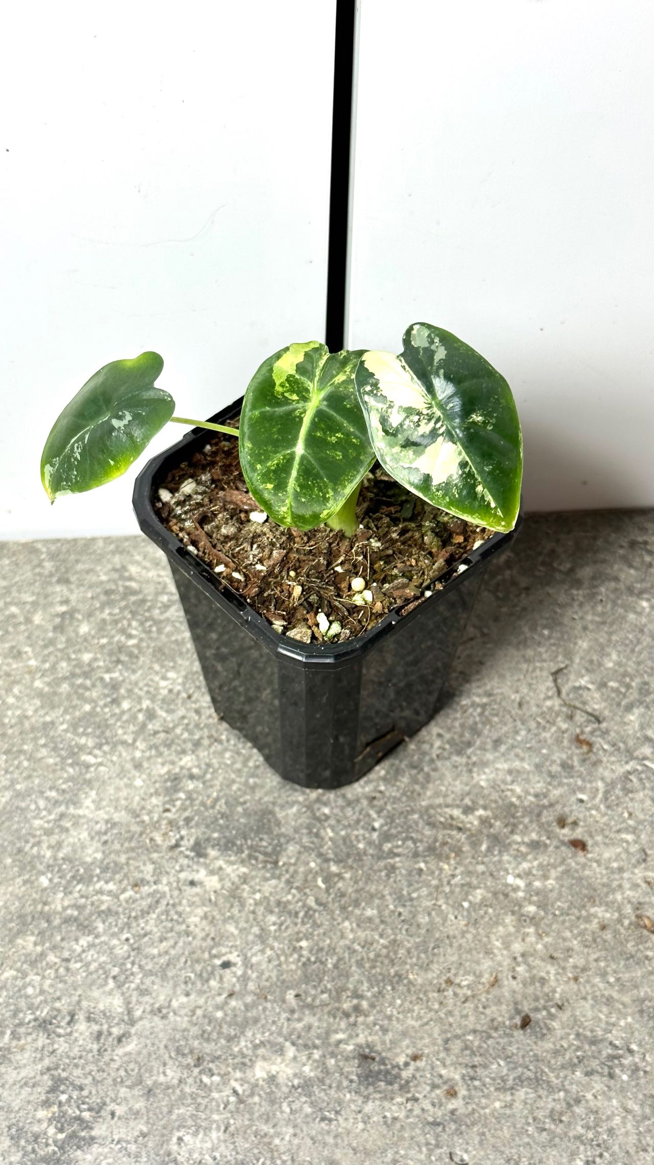 Alocasia Frydek Variegated – Variegation Station